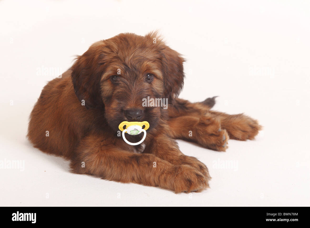Briard, Welpen, 9 Wochen, mit Baby-Schnuller / Berger de Brie ...