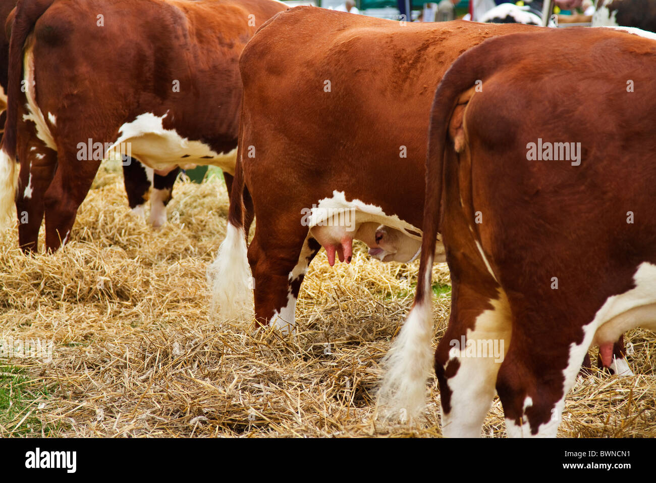 Hereford cattle -Fotos und -Bildmaterial in hoher Auflösung – Alamy
