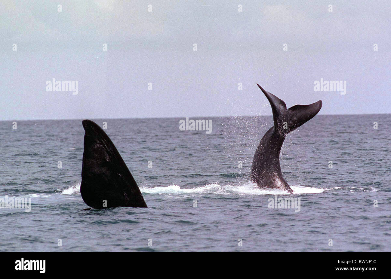 Tauchen mit walen -Fotos und -Bildmaterial in hoher Auflösung – Alamy