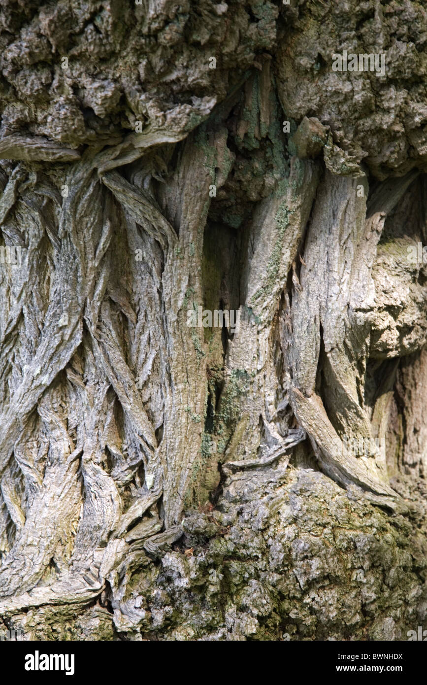 Stark geriffelte Rinde der Robinie (Robinia Pseudoacacia), Laren ...