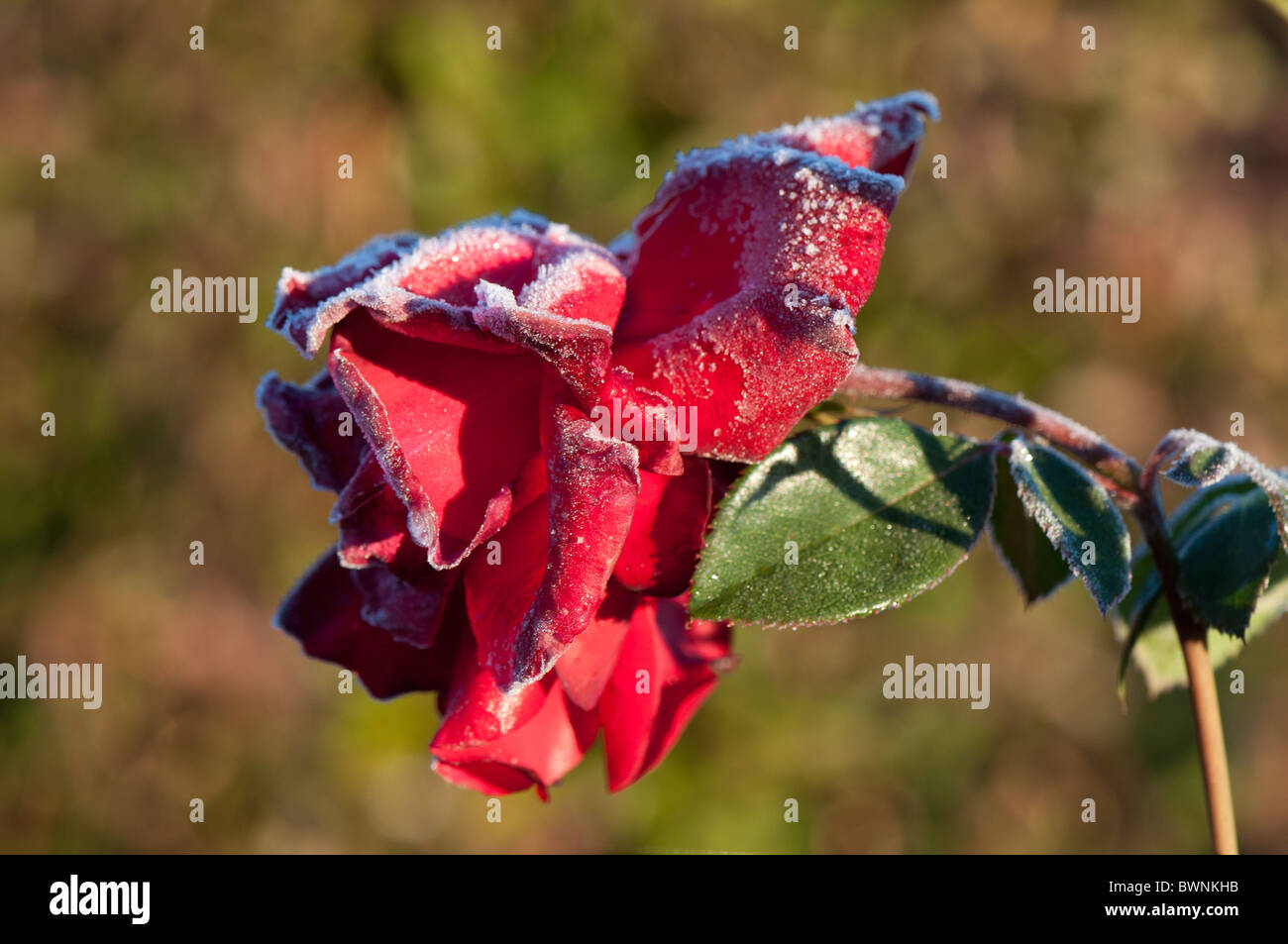 Gefroren frostig -Fotos und -Bildmaterial in hoher Auflösung – Alamy