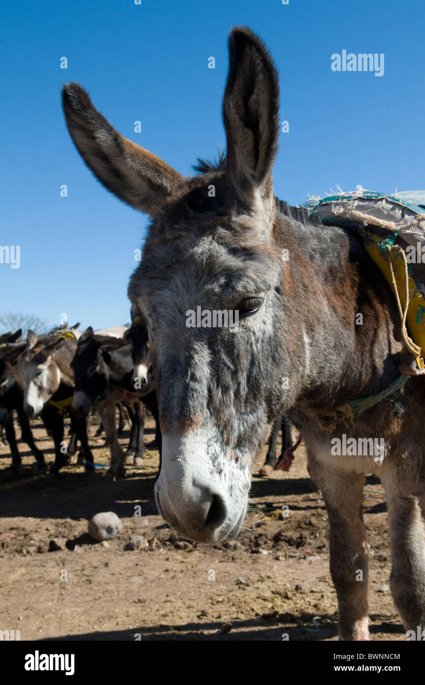 Esel geparkt auf dem Berber Dorf im Atlas-Gebirge in Marokko ...