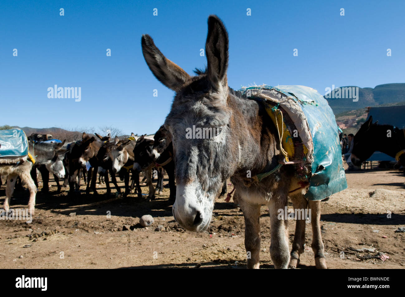 Esel geparkt auf dem Berber Dorf im Atlas-Gebirge in Marokko ...