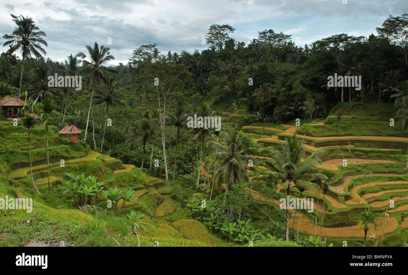 Bali rice terraces -Fotos und -Bildmaterial in hoher Auflösung – Alamy