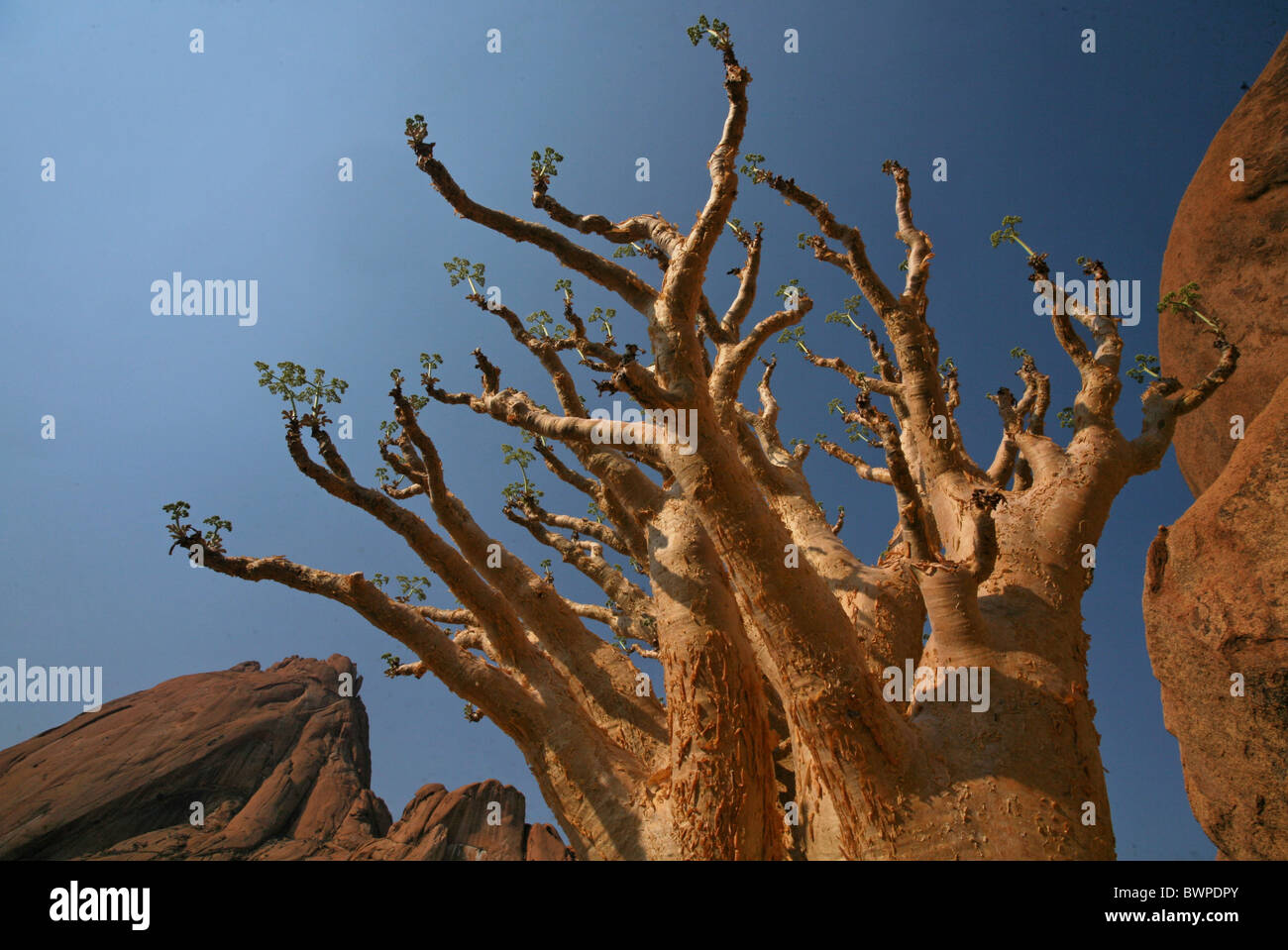 Namibia Afrika Kobas Baum Glycyrrhiza Currorii montieren Spitzkoppe ...