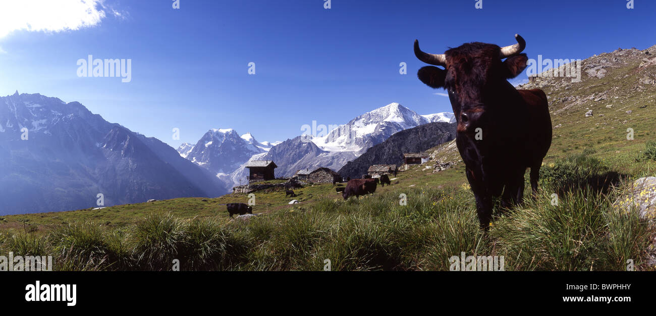 Schweiz Europa Eringer Rind Kuh Kühe Kanton Wallis Alp Pra Gra Arolla ...
