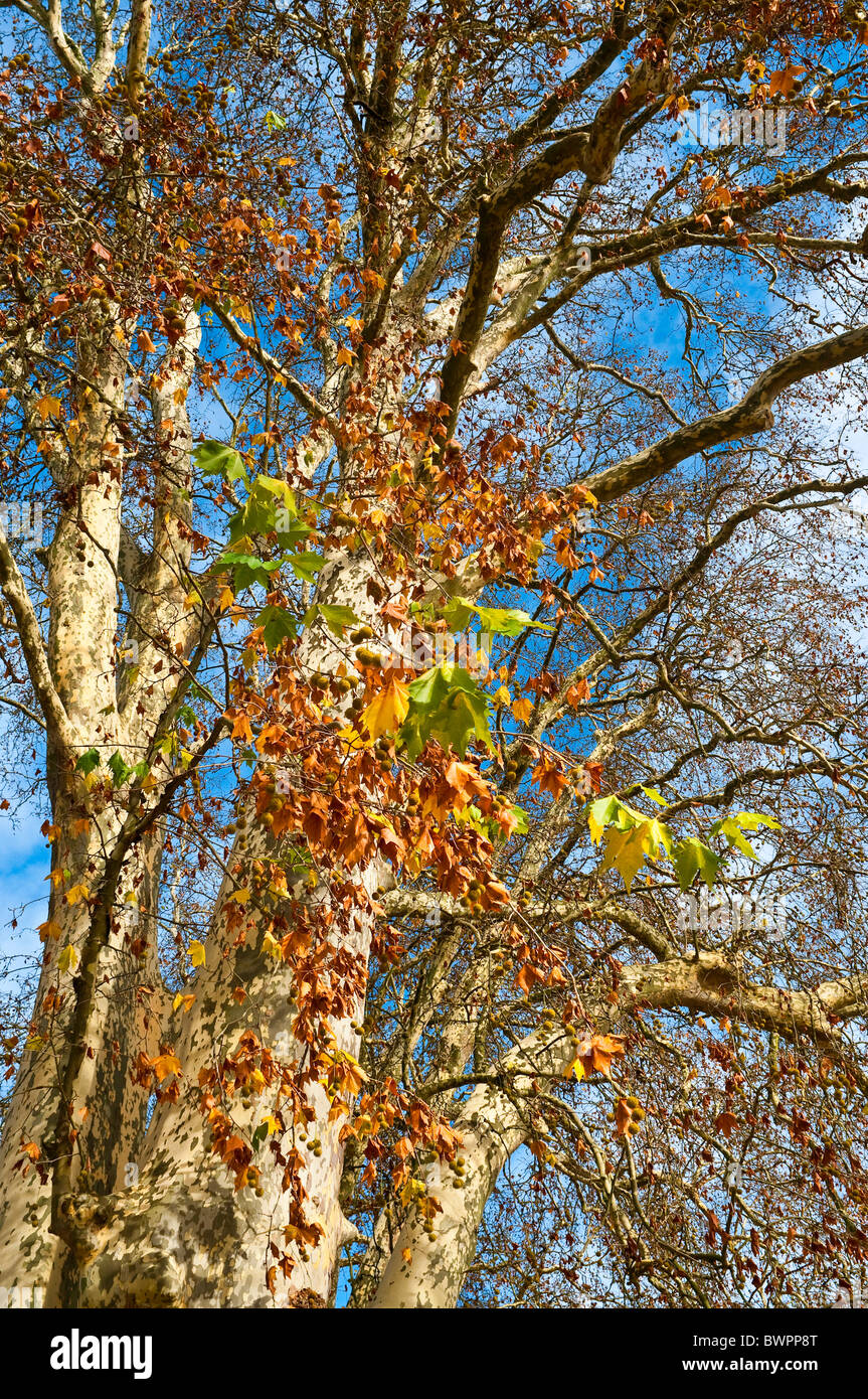 Stamm der platane -Fotos und -Bildmaterial in hoher Auflösung – Alamy