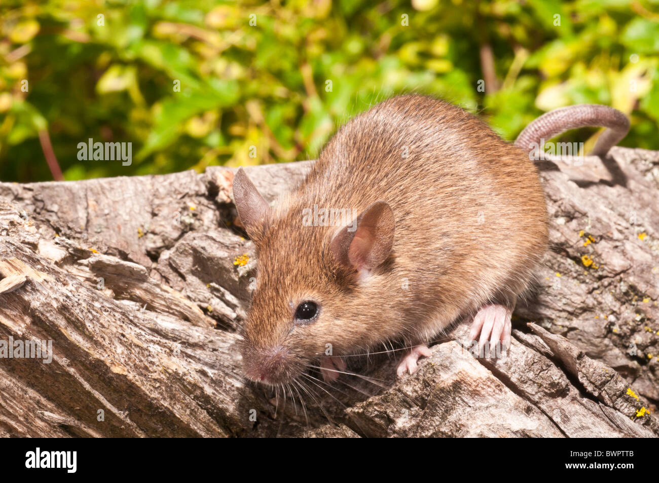 Hausmaus, Mus Musculus Domesticus, farbig, Aguti reicht weltweit mit ...