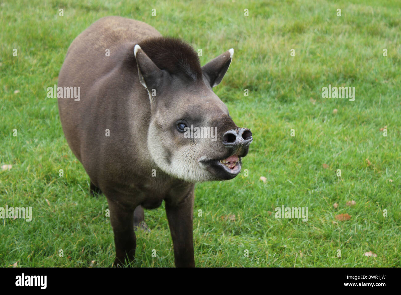Tier tapir -Fotos und -Bildmaterial in hoher Auflösung – Alamy