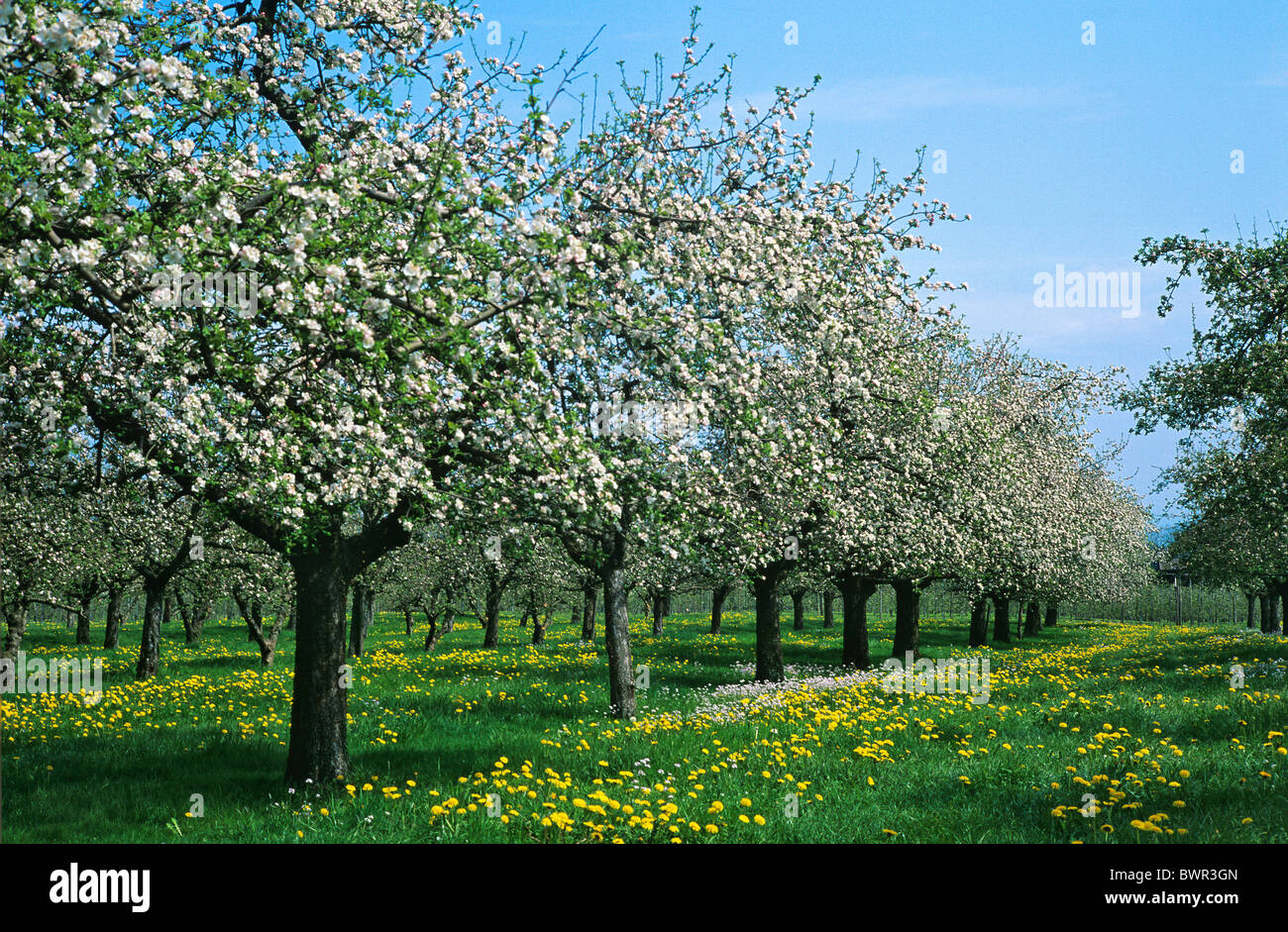 Schweiz Europa Kanton Thurgau Plantage Obstbäume Obst Blüte Frühling ...