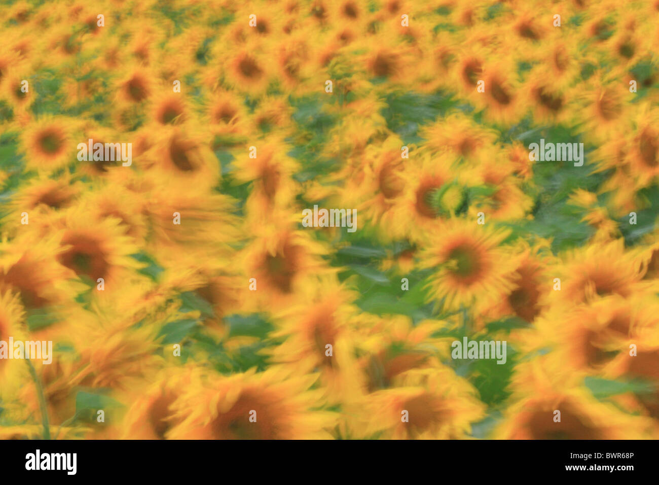 Schweiz Europa Helianthus Annuus Sonnenblume Sonnenblumen Sonne Blume ...