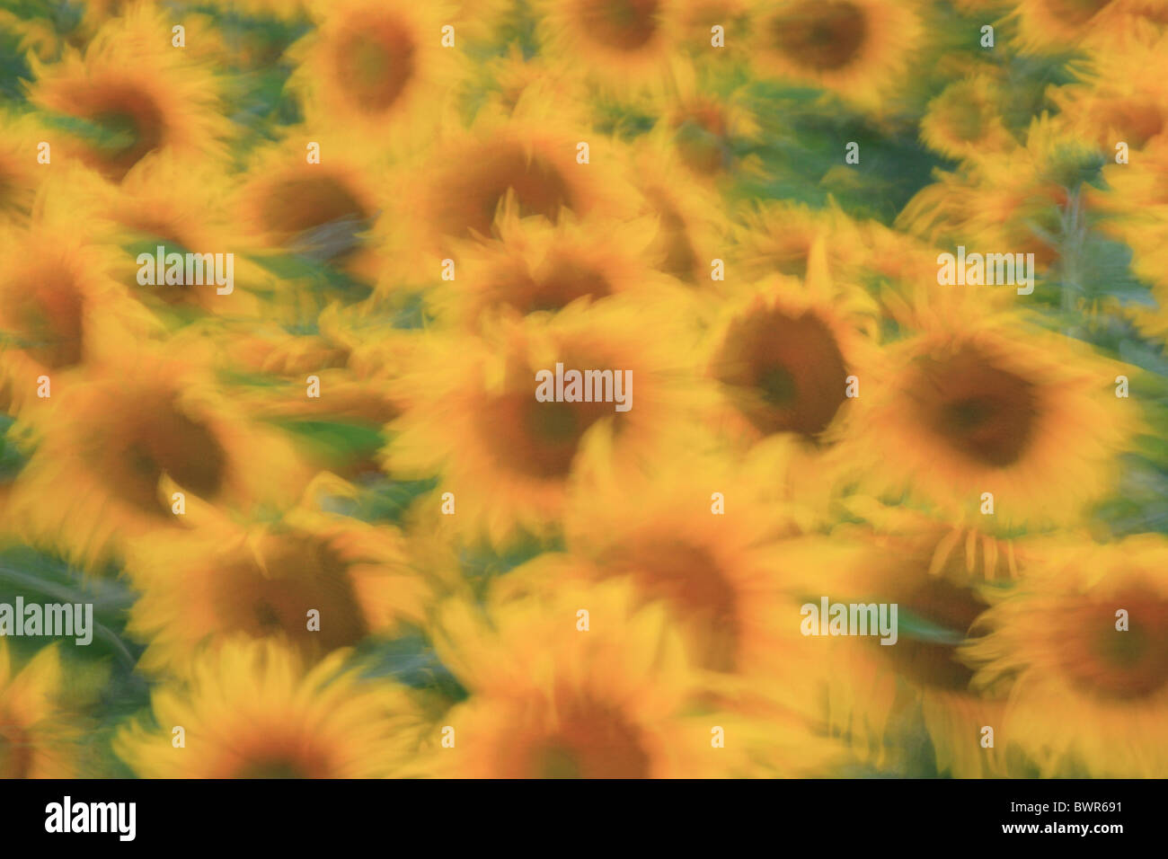 Schweiz Europa Helianthus Annuus Sonnenblume Sonnenblumen Sonne Blume ...