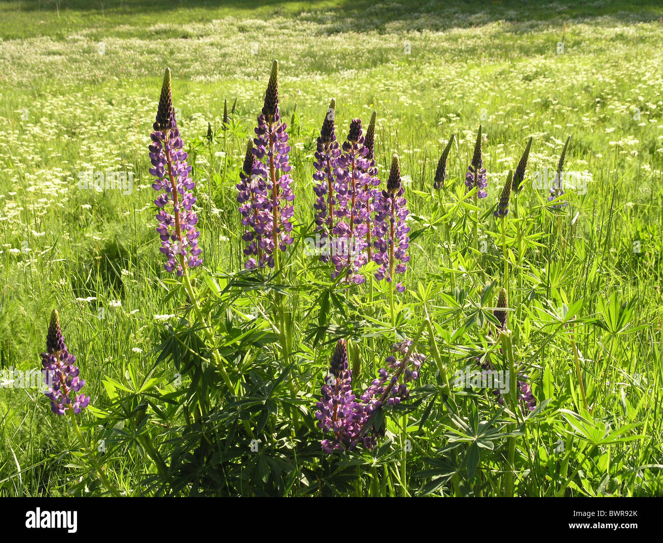 Großer-blättrig Lupine Lupinus Polyphyllus Blume Blumen Pflanzen blühen ...