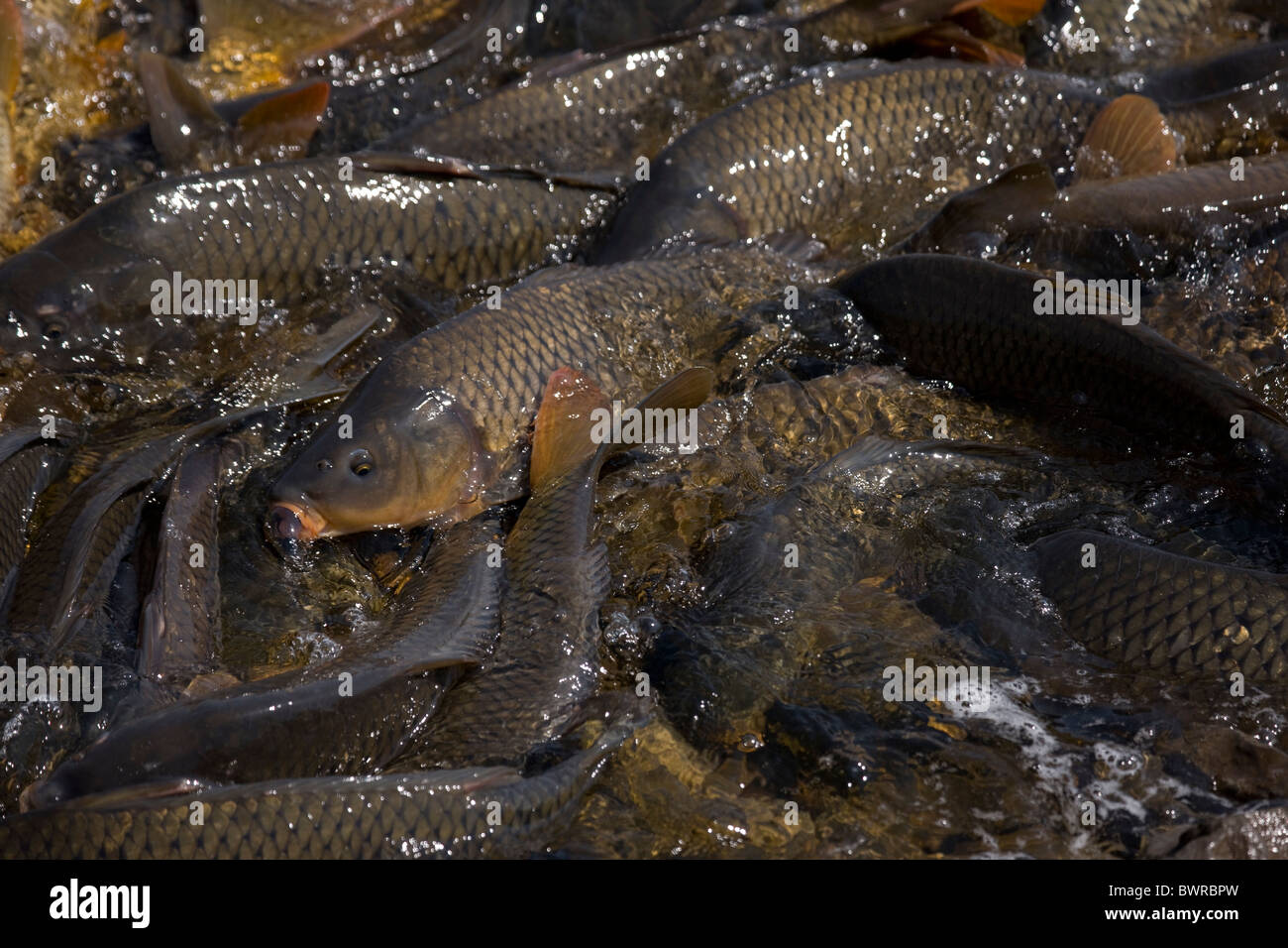 Cyrinus carpio -Fotos und -Bildmaterial in hoher Auflösung – Alamy