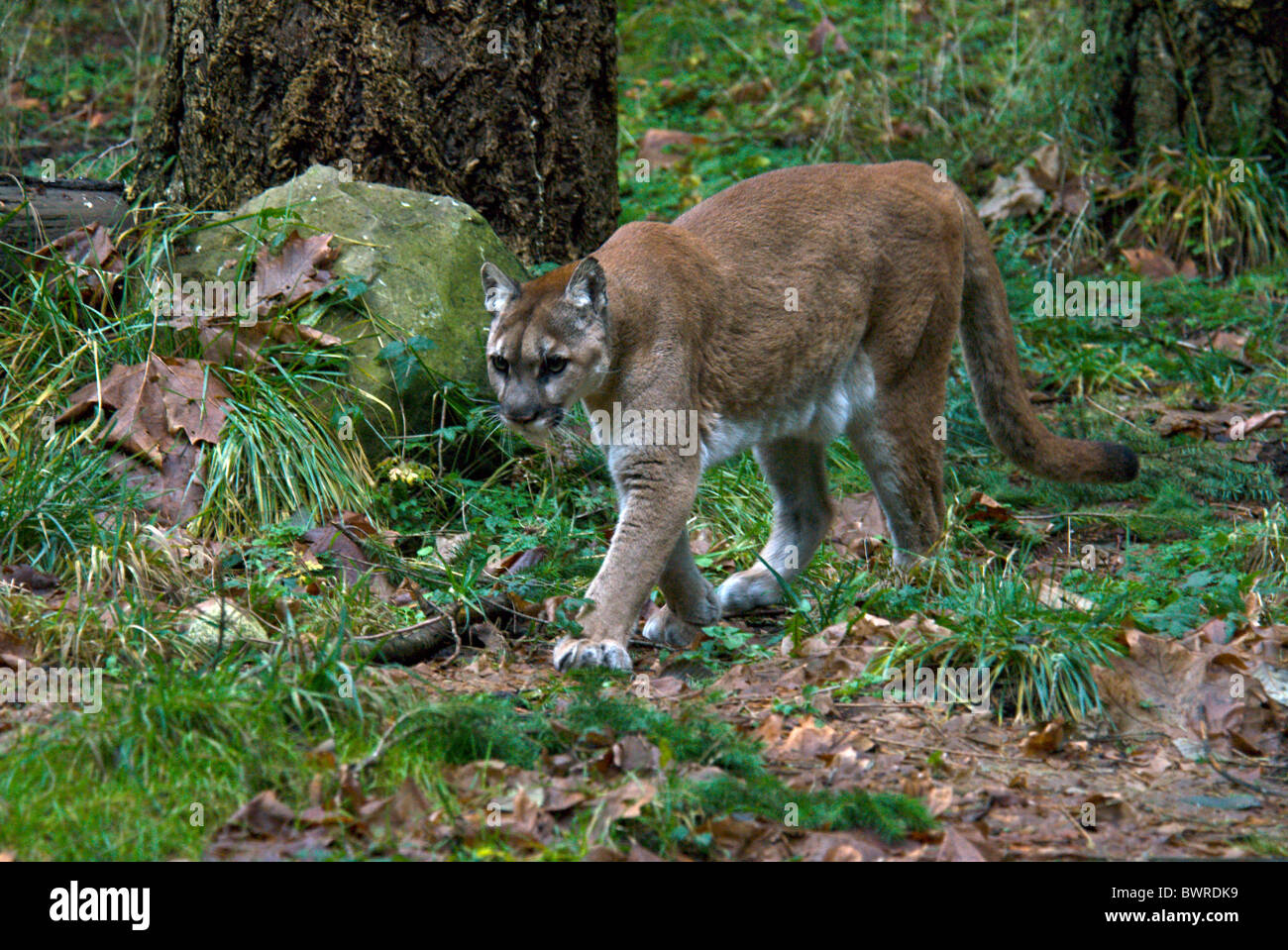 Cougar Puma Concolor Berglöwe Puma 1 Tier Tiere Wildnis Wildlife Fauna ...
