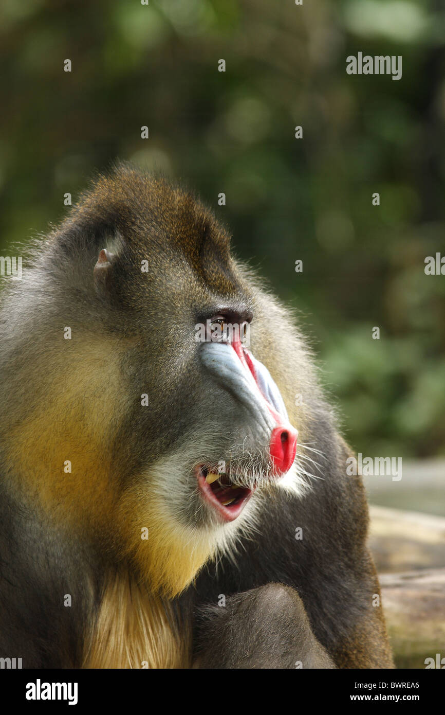 Mandrill Mandrillus Sphinx Affe Affen ein Tier close-up Portrait Mann ...