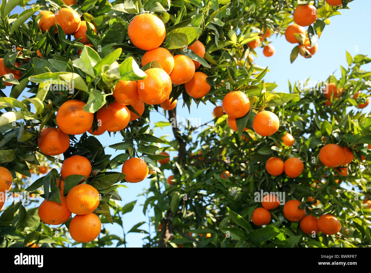 Orangen Mandarinen Spanien Europa Valencia Essen Zitrusfrüchte verlässt ... Orangen Mandarinen Spanien Europa Valencia Essen Zitrusfrüchte verlässt ...