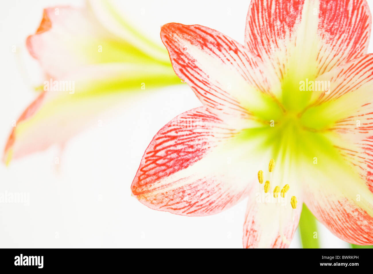 Blooming Amaryllis Stockfotos und -bilder Kaufen - Alamy