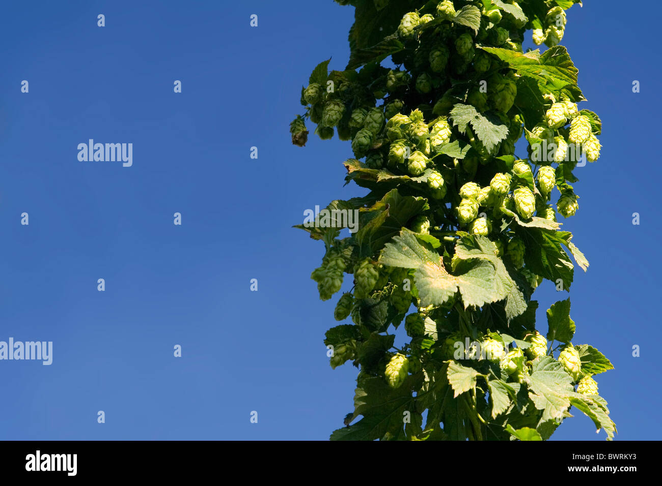 Czech hop -Fotos und -Bildmaterial in hoher Auflösung – Alamy