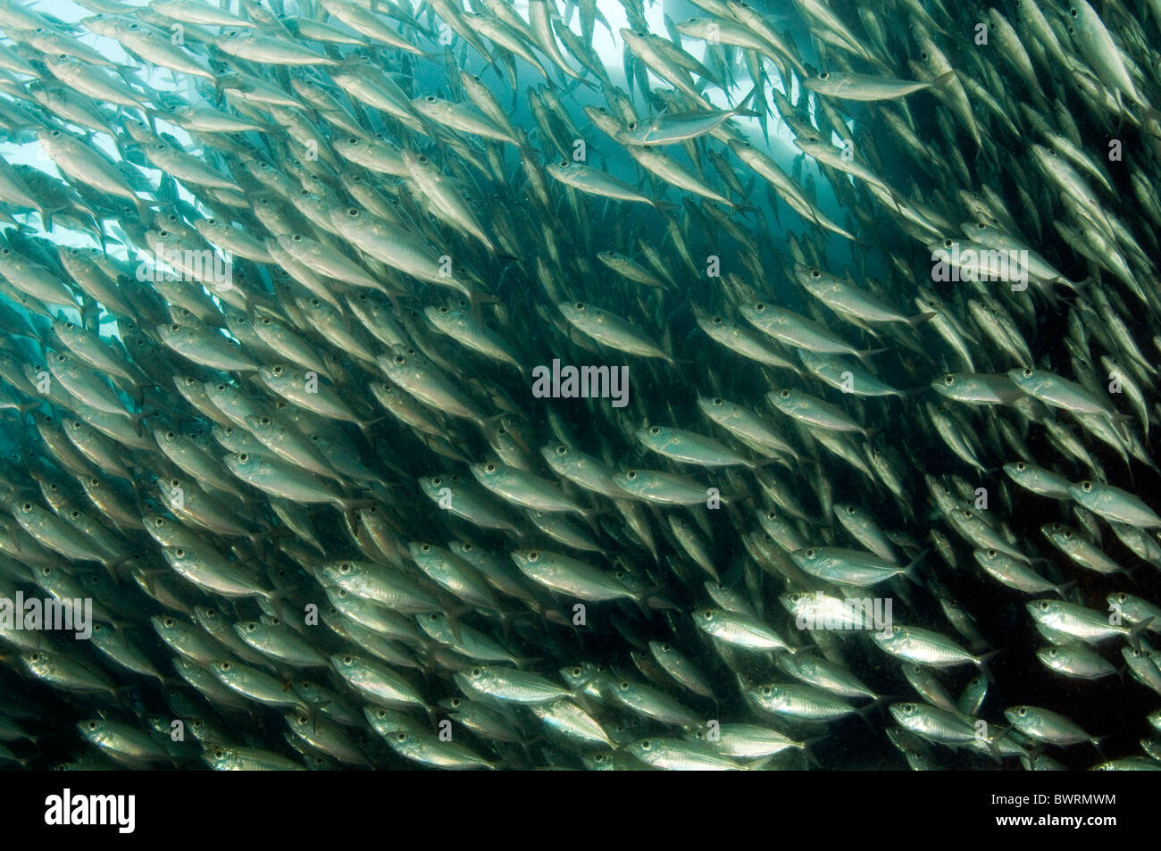 Scad makrele -Fotos und -Bildmaterial in hoher Auflösung – Alamy