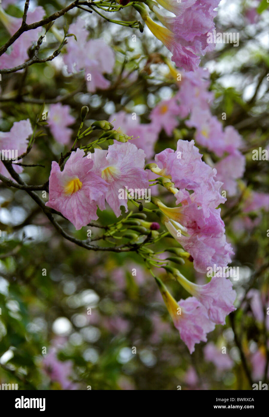 Rosa rosa Tecoma, rosige Tabebuia, Roble de Sabana, Poui, Maquilishuat ...