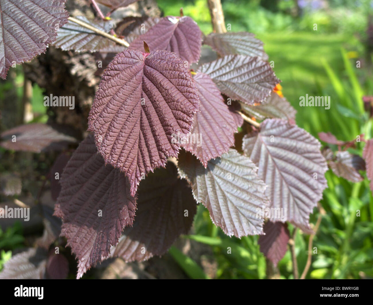 Hazel corylus maxima -Fotos und -Bildmaterial in hoher Auflösung – Alamy