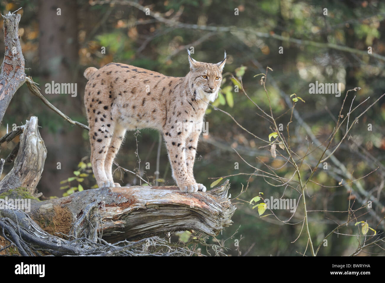 Eurasischer Luchs - europäischer Luchs (Lynx Lynx) stehend auf einem ...