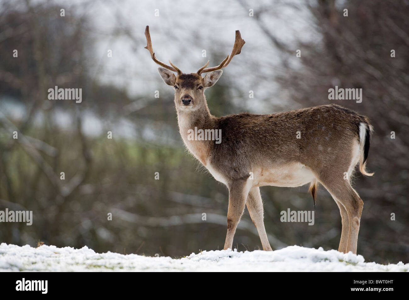 Damhirsch dama winter -Fotos und -Bildmaterial in hoher Auflösung – Alamy