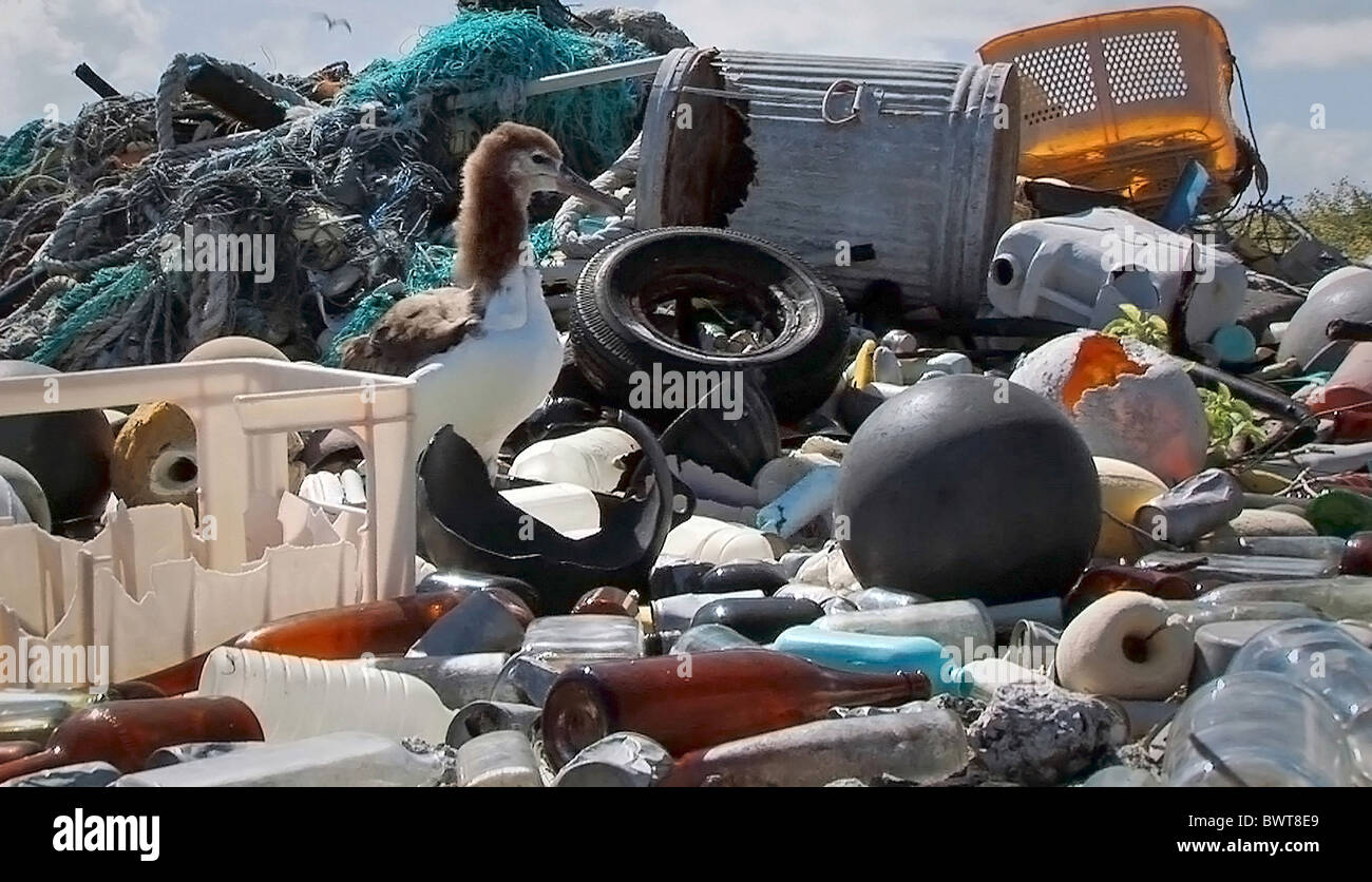 Midway atoll -Fotos und -Bildmaterial in hoher Auflösung – Alamy