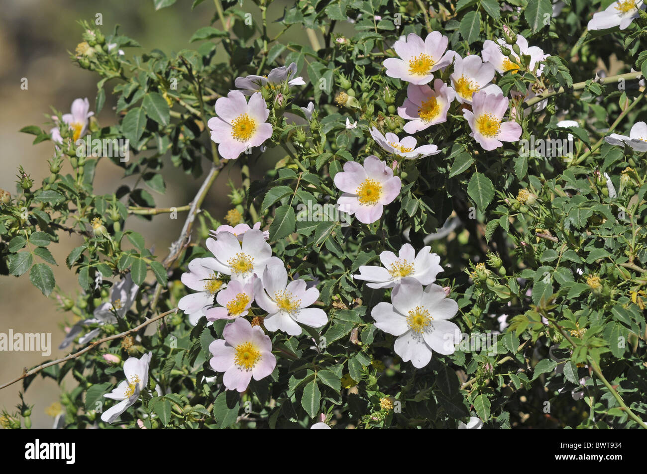 Field rose rosa arvensis -Fotos und -Bildmaterial in hoher Auflösung ...