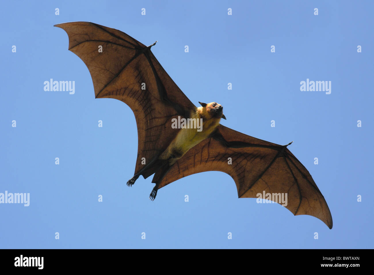 Fledermaus Fledermäuse "Flughund" "Flughunde" Asien Asiatische ...