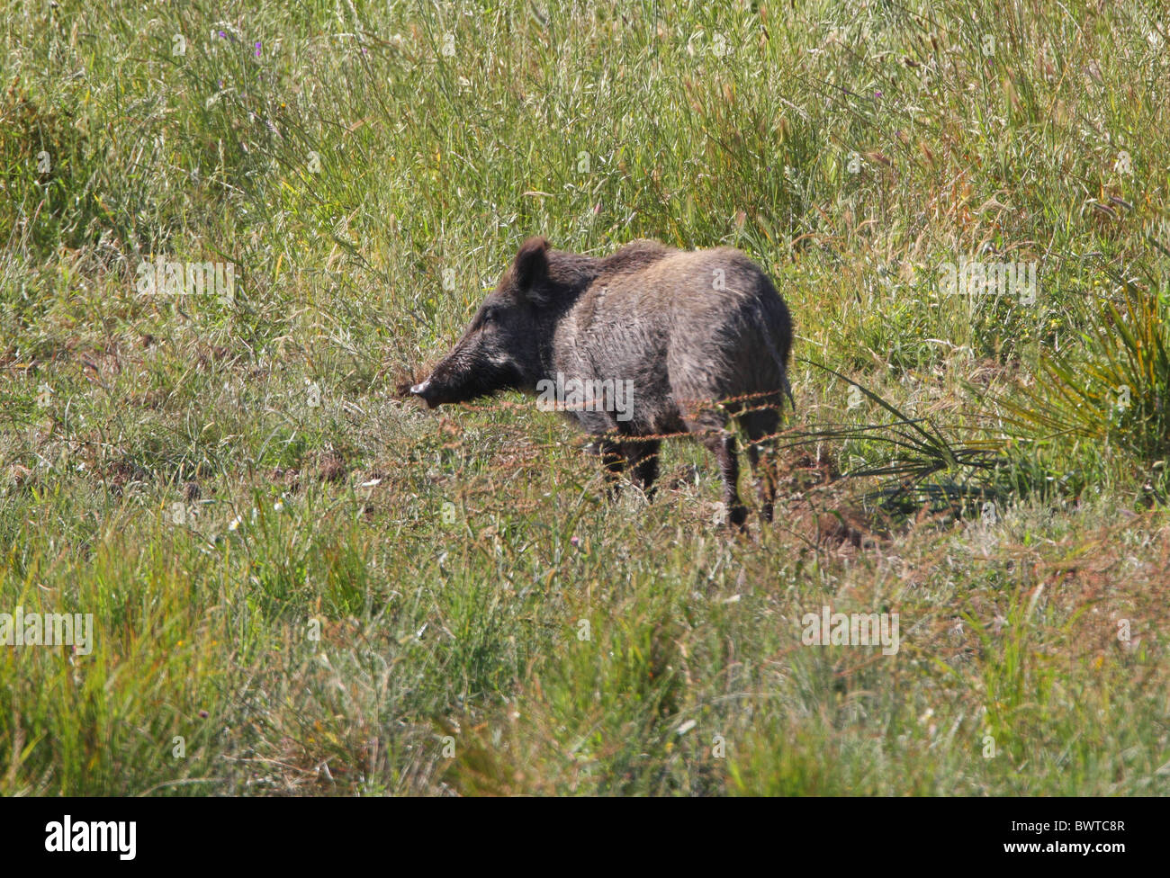 Wildschwein Eber Schwein Schweine wild Allesfresser Allesfresser Europa ...