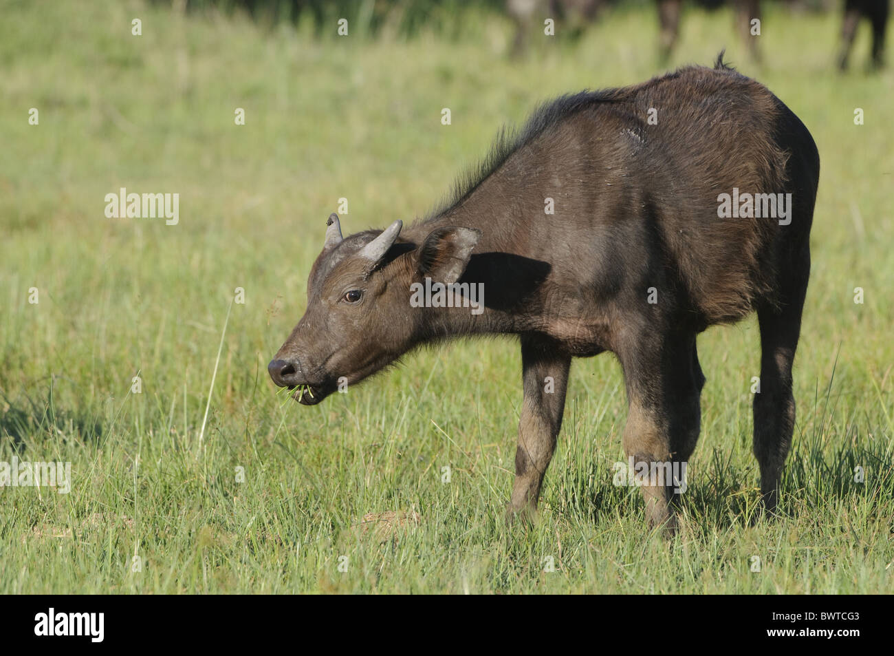 Baby Botswana Büffel Kalb Häuptlinge Delta Insel Lüge Okavango Rest ...