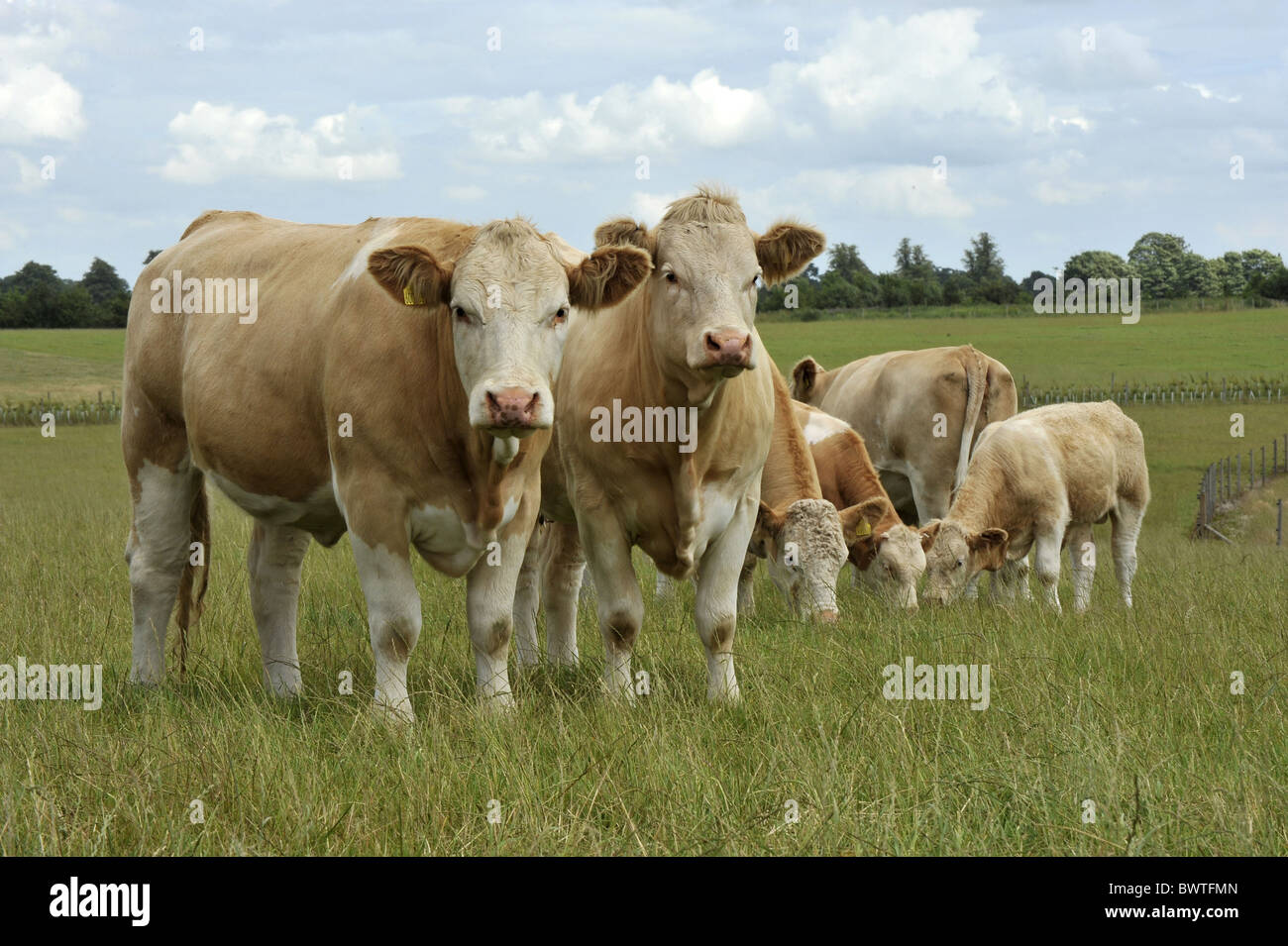 Simmental Cattle Stockfotos und -bilder Kaufen - Alamy