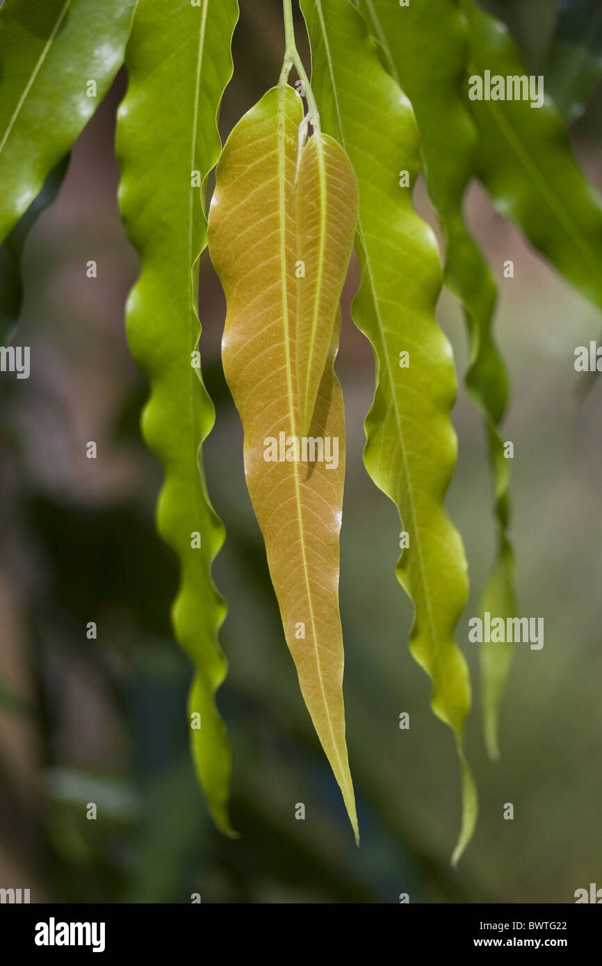 Mastbaum polyalthia longifolia -Fotos und -Bildmaterial in hoher ...