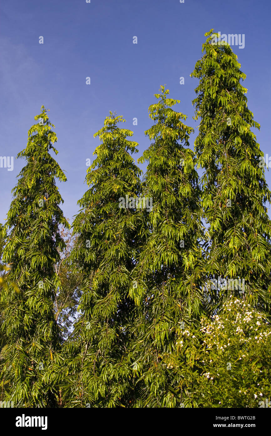 Indische Mast Baum Pendel Polyalthia Longifolia Ashoka Baum Mast Baum ...