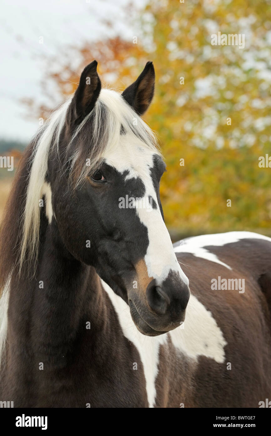 Pinto Pferd Stockfotos und -bilder Kaufen - Alamy