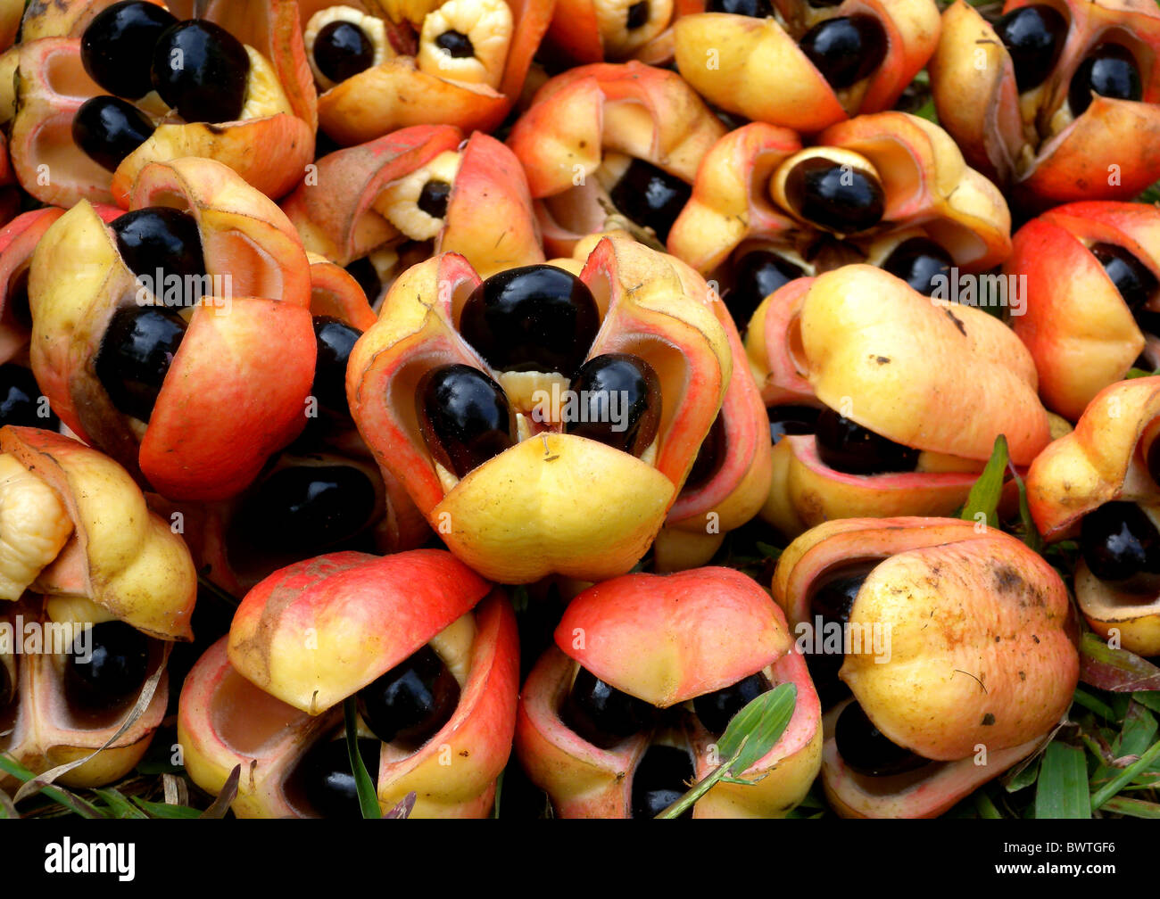 Blighia Sapida Ackee Stockfotos und -bilder Kaufen - Alamy