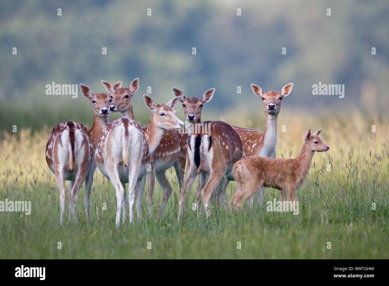 Tiere Säugetiere Damwild Hirsche Dama Dama Dama Weibchen hat ...