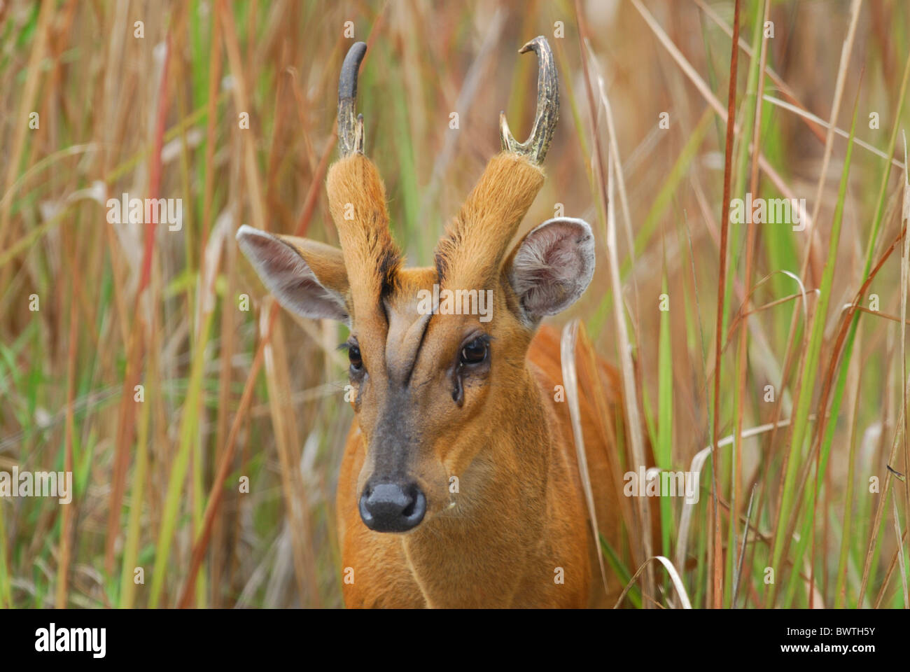 Rehe Hirsche Pflanzenfresser Pflanzenfresser Rehe Hirsche Pflanzenfresser Pflanzenfresser