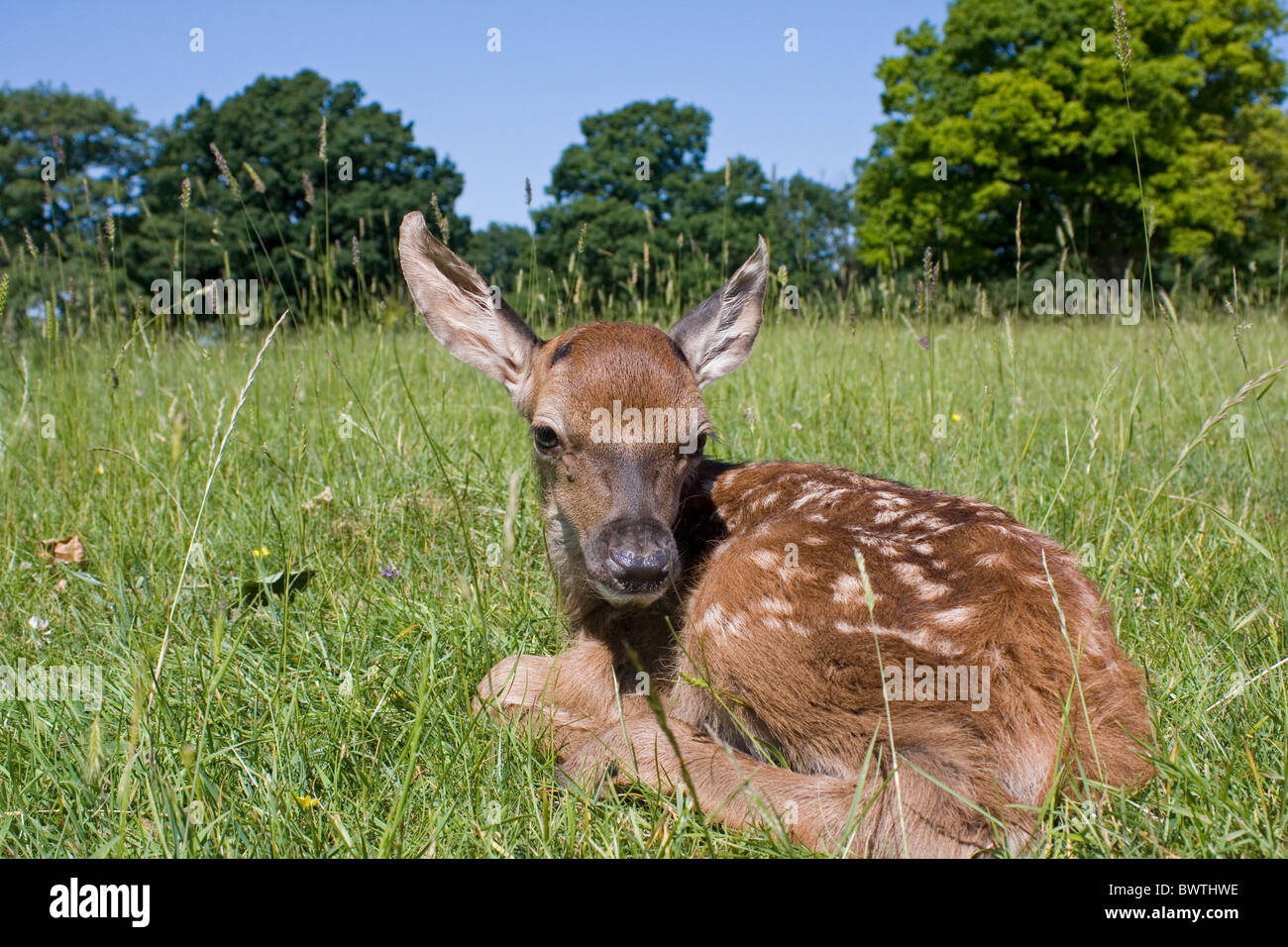 Tiere Säugetiere Rotwild Hirsch Cervus Cervus Elaphus Suffolk britische ...