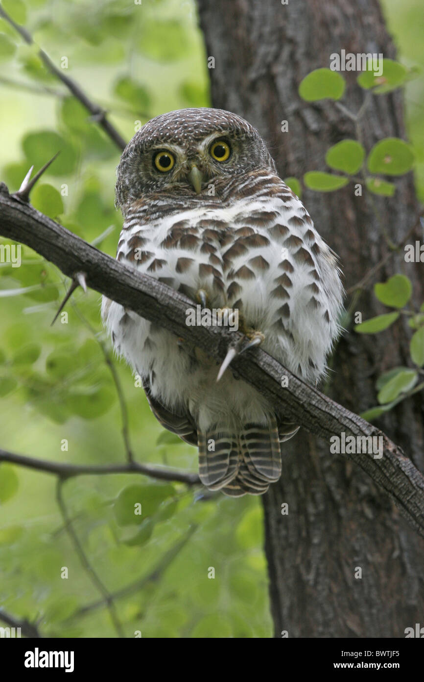 Afrikanische streifenkauz lassen glaucidium capense adult -Fotos und ...