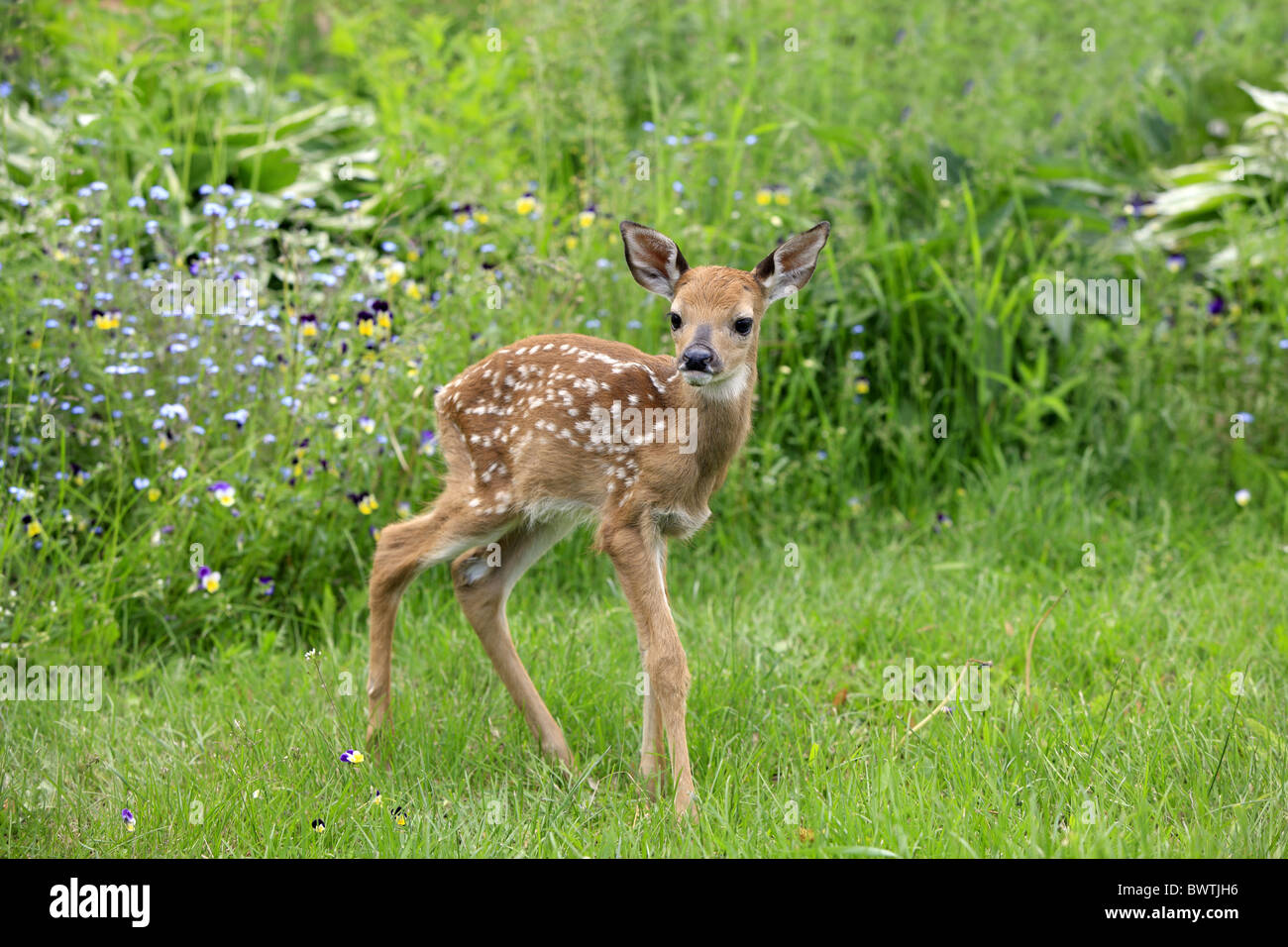 Jungtier - junges Reh Rehe Pflanzenfresser Pflanzenfresser "Virginia ...