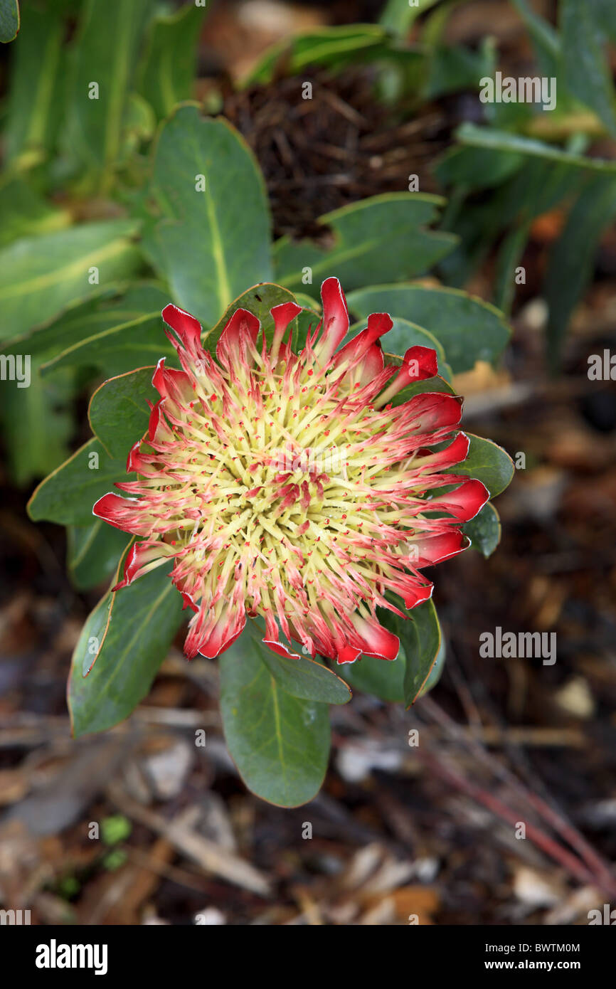 Protea aristata -Fotos und -Bildmaterial in hoher Auflösung – Alamy