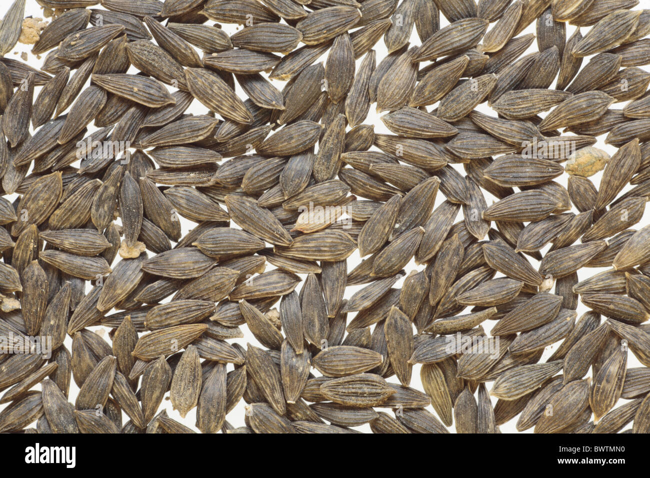 Samen-Ernte Aussaat Pflanze beschneiden schließen Nahaufnahme Makro ...