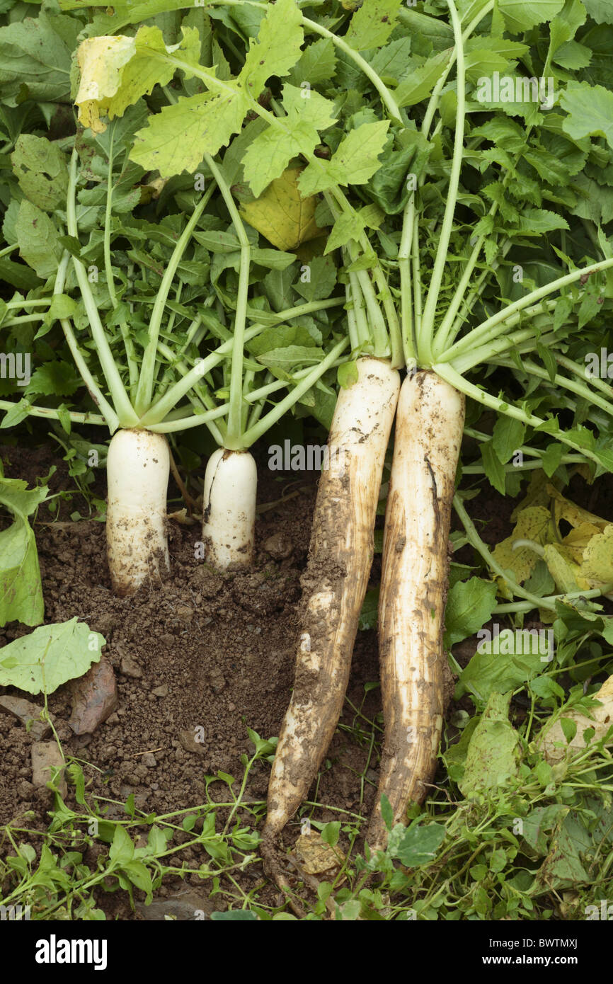 European radish raphanus sativus -Fotos und -Bildmaterial in hoher ...