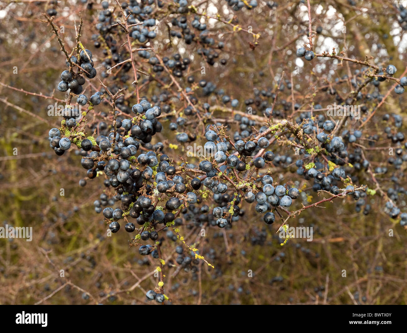 Schlehen, die Frucht von der schwarze Dorn Stockfotografie - Alamy