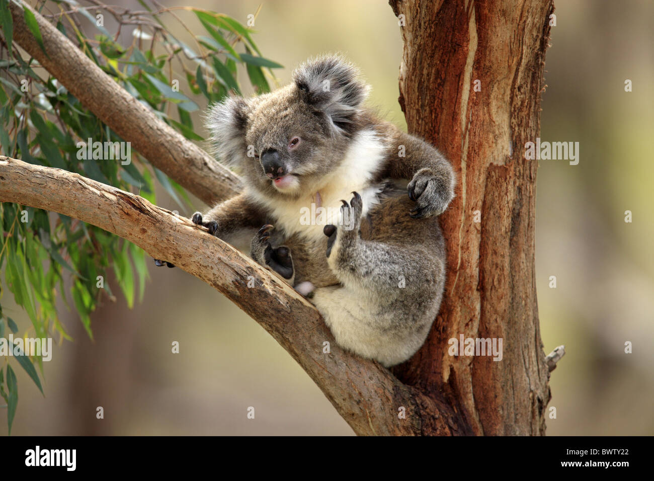 Auf Baum - Baum Koala Koalas Australien australische Australasien australasian Beuteltier ...