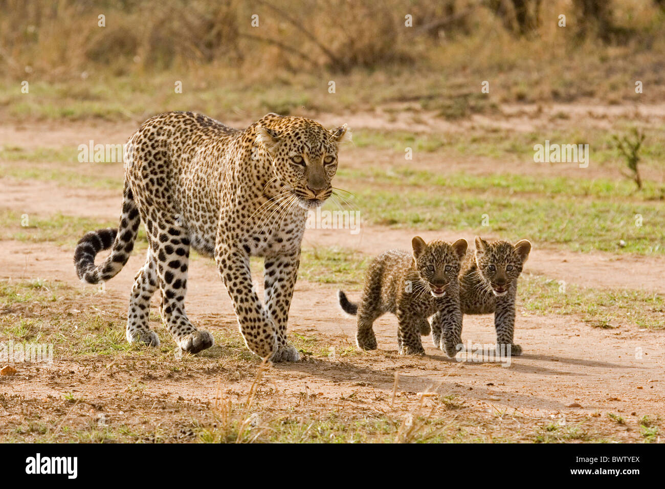 Gepard Mutter Y Jungtiere Gepardin Nora Mit Baby Serengeti Wildlife