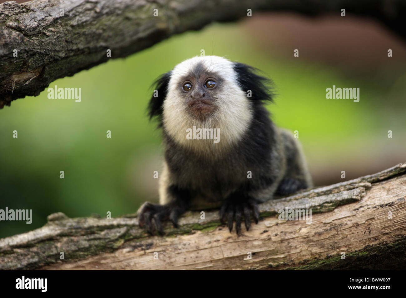 Junge krallenaffen -Fotos und -Bildmaterial in hoher Auflösung – Alamy